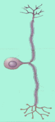 El A B C de la Neurona