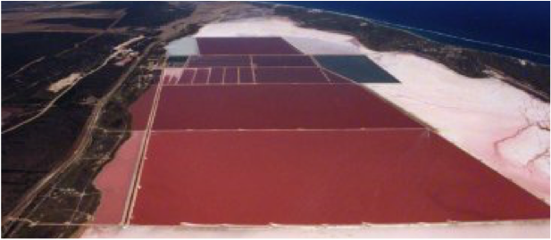 1. Microalgae and its metabolites